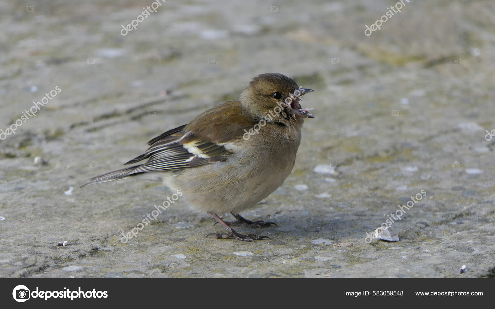 Common Chaffinch Sick Trichomoniasis Canker Fat Finch — Stock Photo ...