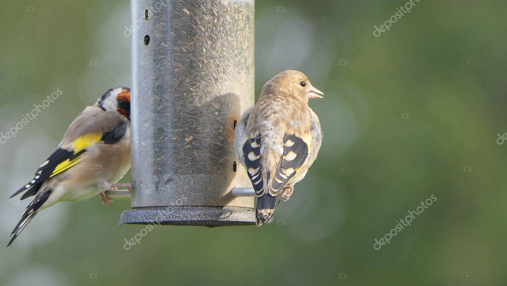 jilgueros alimentándose de una mesa de aves de semillas mixtas 2024