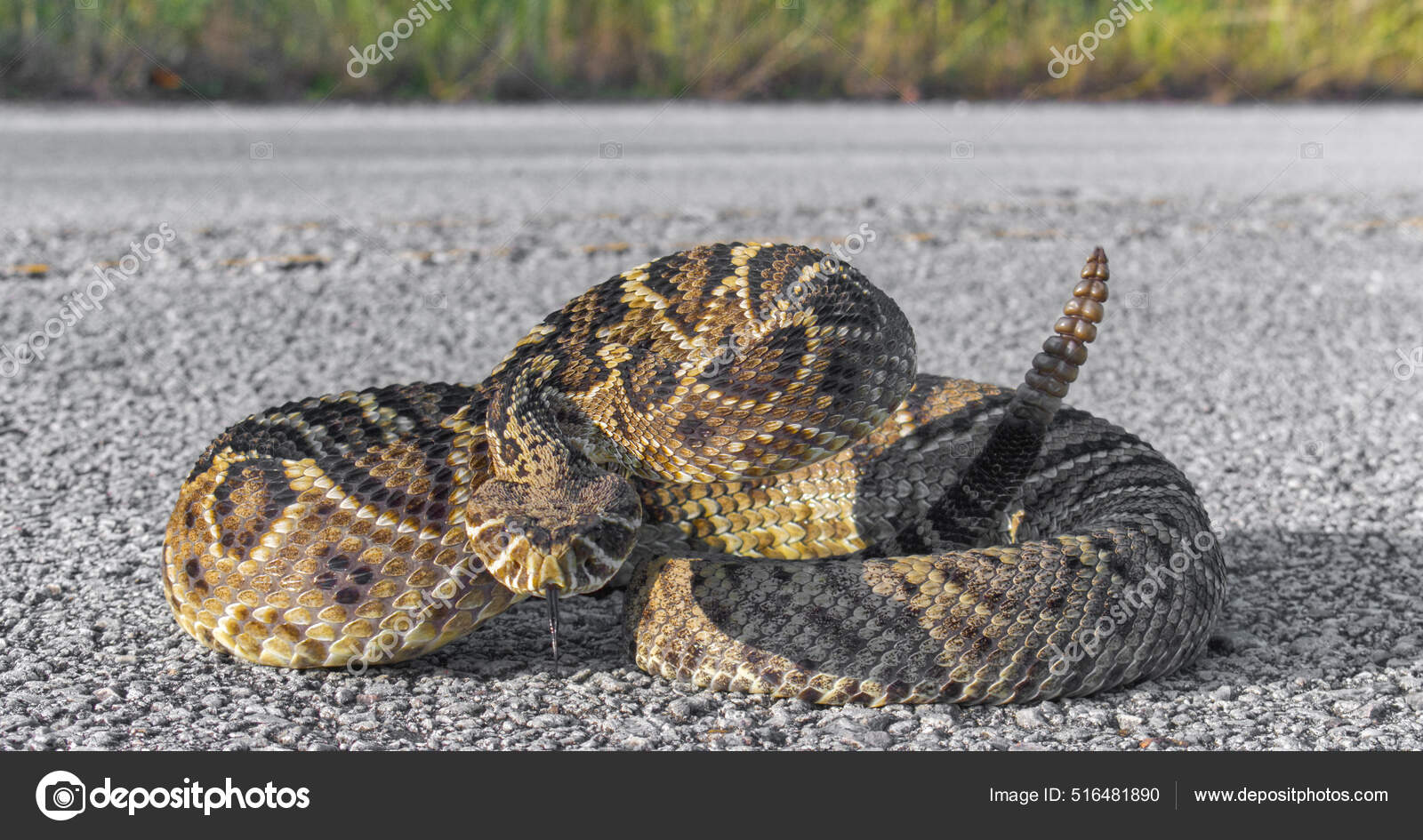 Coiled Rattlesnake Striking