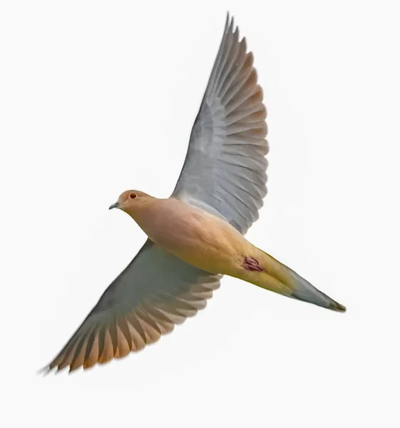 Zenaida Dove In Flight