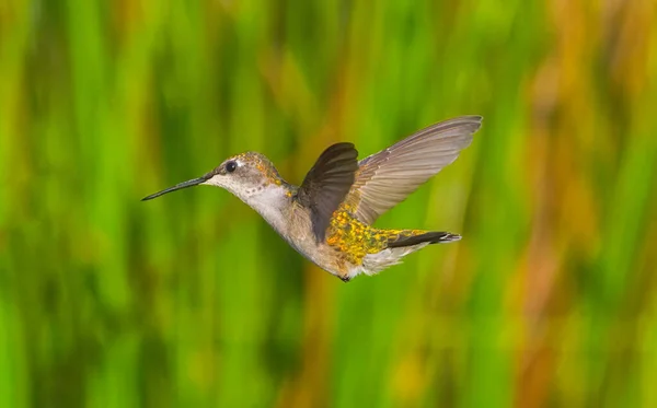 Rare yellow colored male northern cardinal - cardinalis cardinalis - a ...