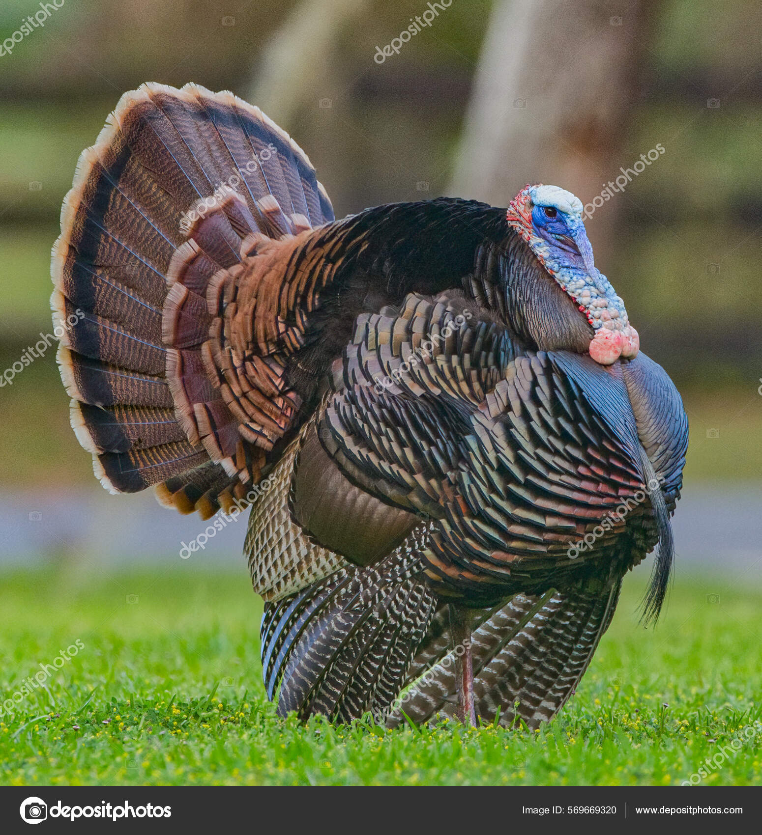 Big Wild Tom Turkey Strutting Breeding Season Caruncles Snood Wattle ...