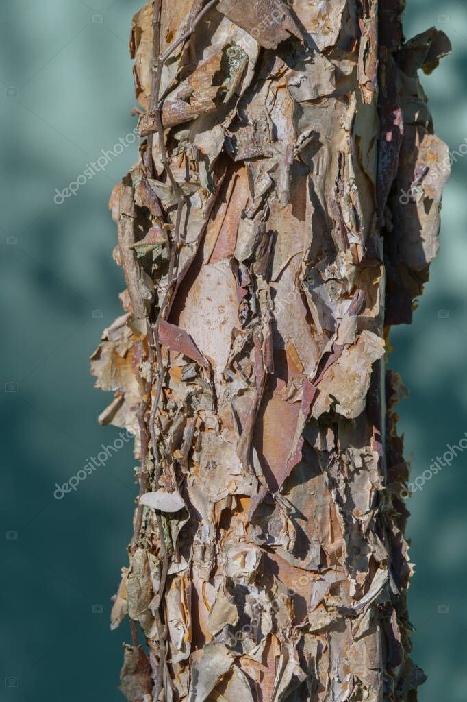 Interesante corteza de un árbol de abedul del río - especies de betula ...