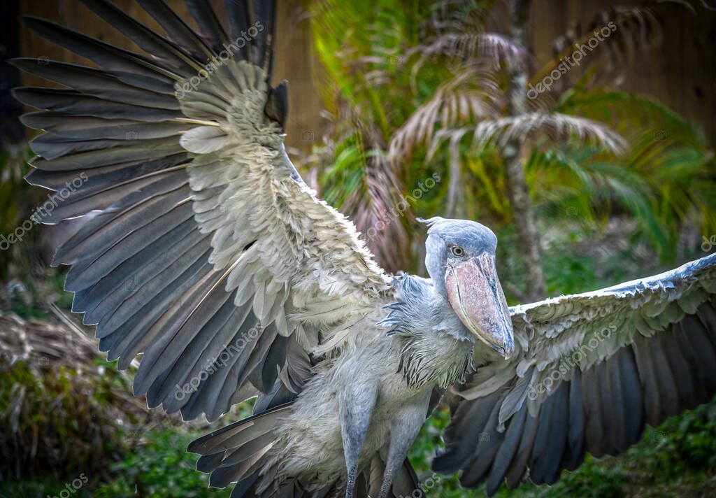 zapatero - Balaeniceps rex - también conocido como cabeza de ballena ...
