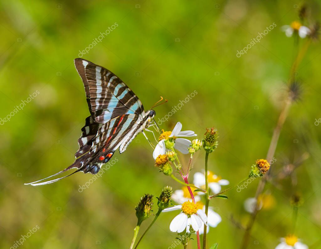 Mariposa cola de golondrina de cebra - Protographium marcellus - comer ...
