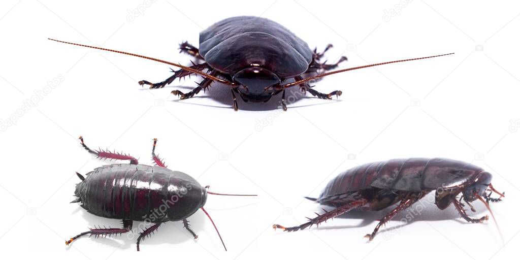 Cucaracha del bosque de Florida - Eurycotis floridana - nativa de ...