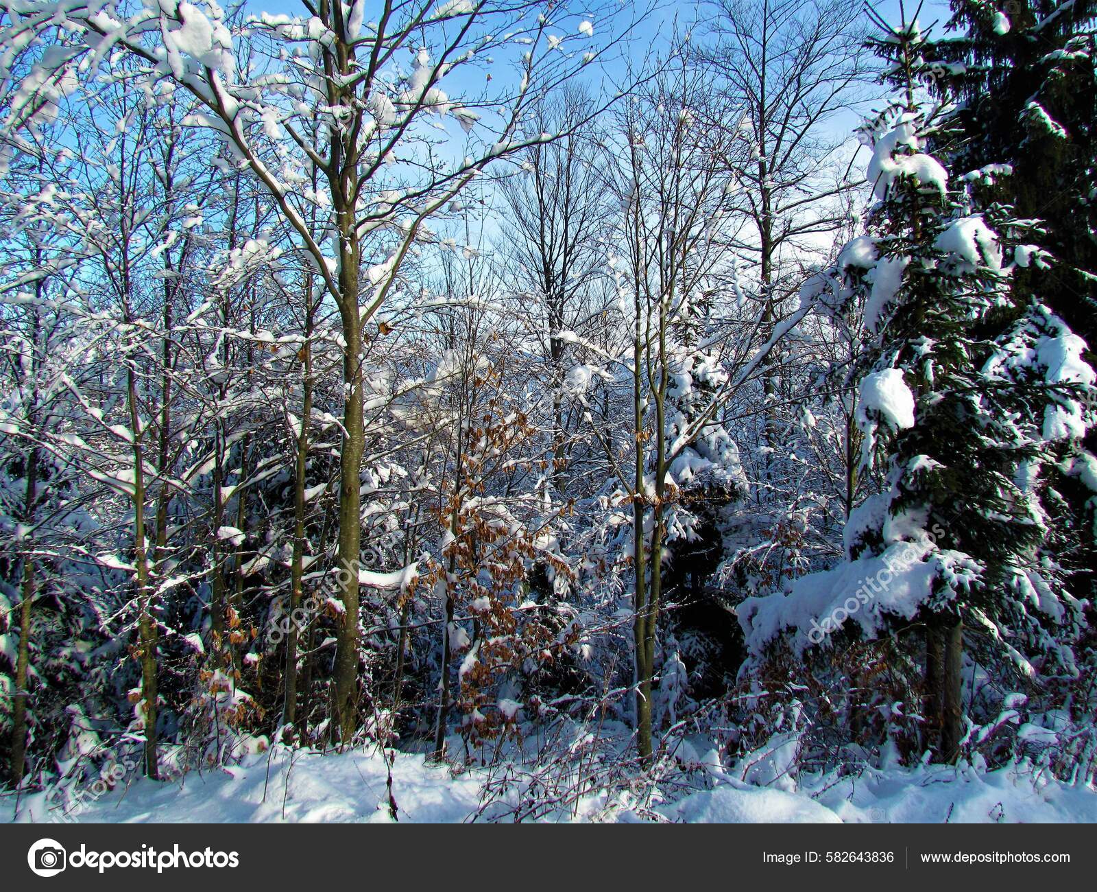 Temperate Deciduous Forest Winter