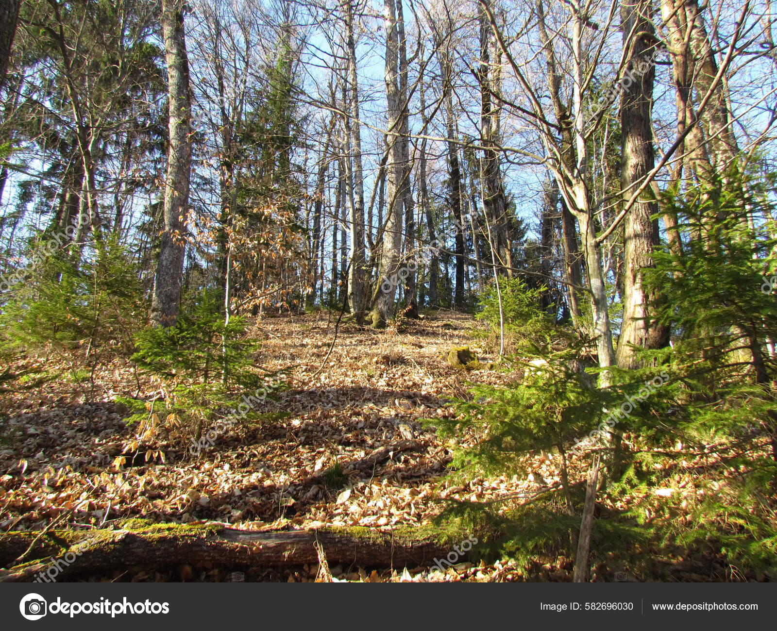 Temperate Deciduous Broadleaf Bare Forest Beech Trees Spruce Saplings ...