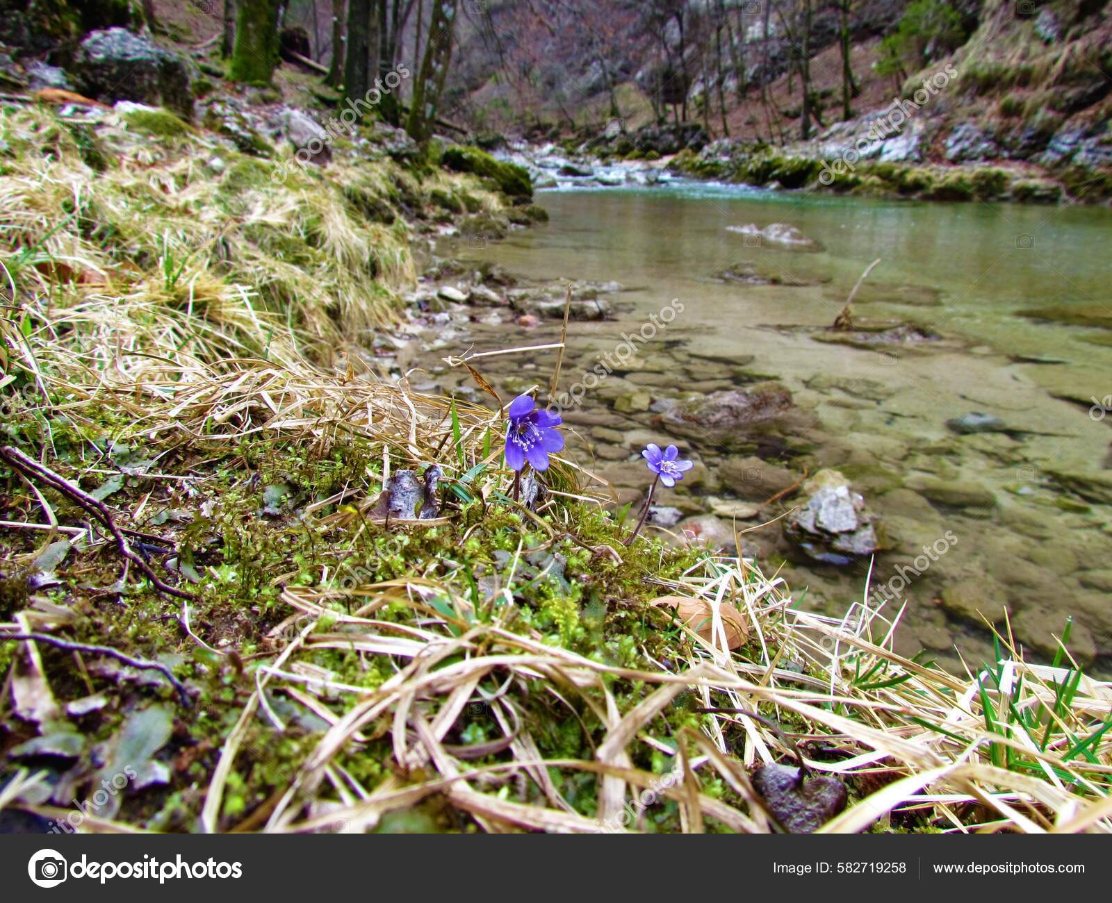 Blue Common Hepatica Spring Flower River Background — Stock Photo ...