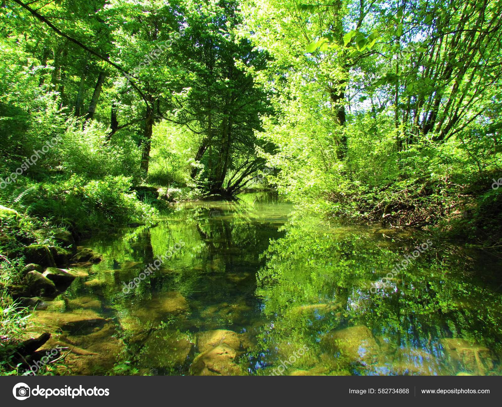 Pond Forest Reflection Trees Water Lake Cerknica Notranjska Slovenia ...