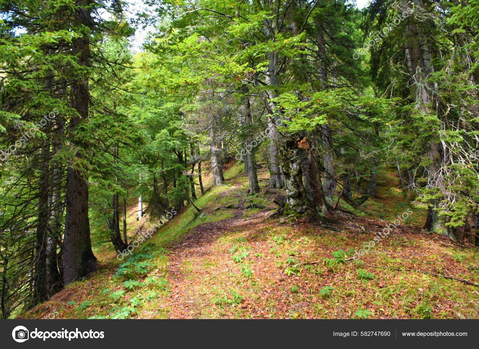 Temperate Deciduous Forest Summer