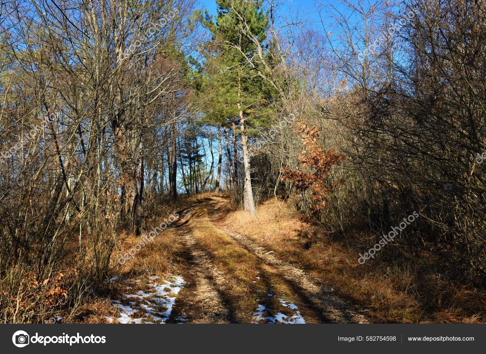 Dirt Road Leading Mostly Broadleaf Forest Coniferous Pine Pinus ...