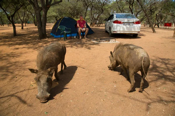 Pigs Camping Tent Mountains Stock Photo by ©DirkM.deBoer 552836818