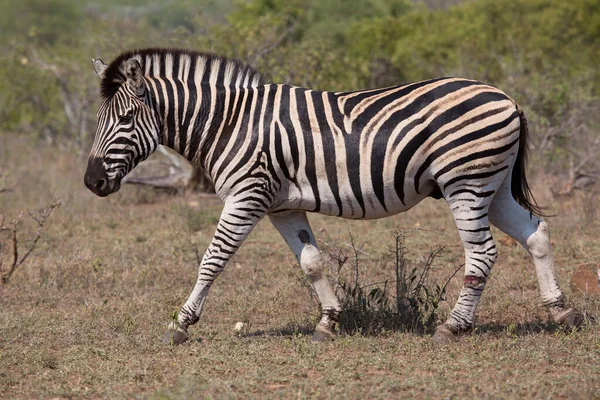 South african mammal Stock Photos, Royalty Free South african mammal ...