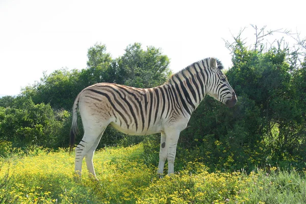 Israel wildlife Stock Photos, Royalty Free Israel wildlife Images ...