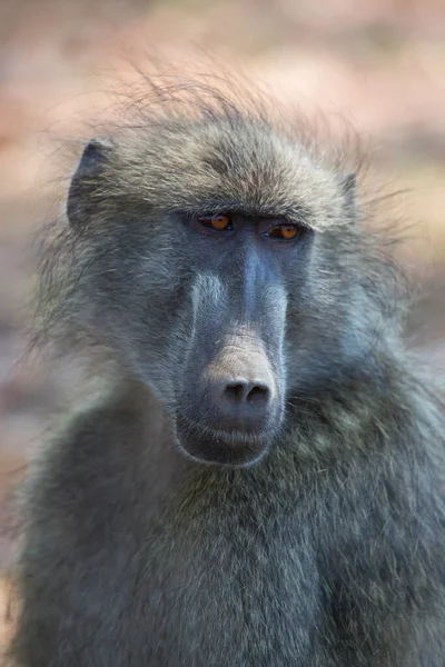 Black baboon Stock Photos, Royalty Free Black baboon Images | Depositphotos