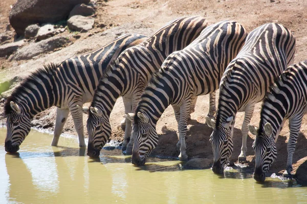 Wild Animals Drinking Water