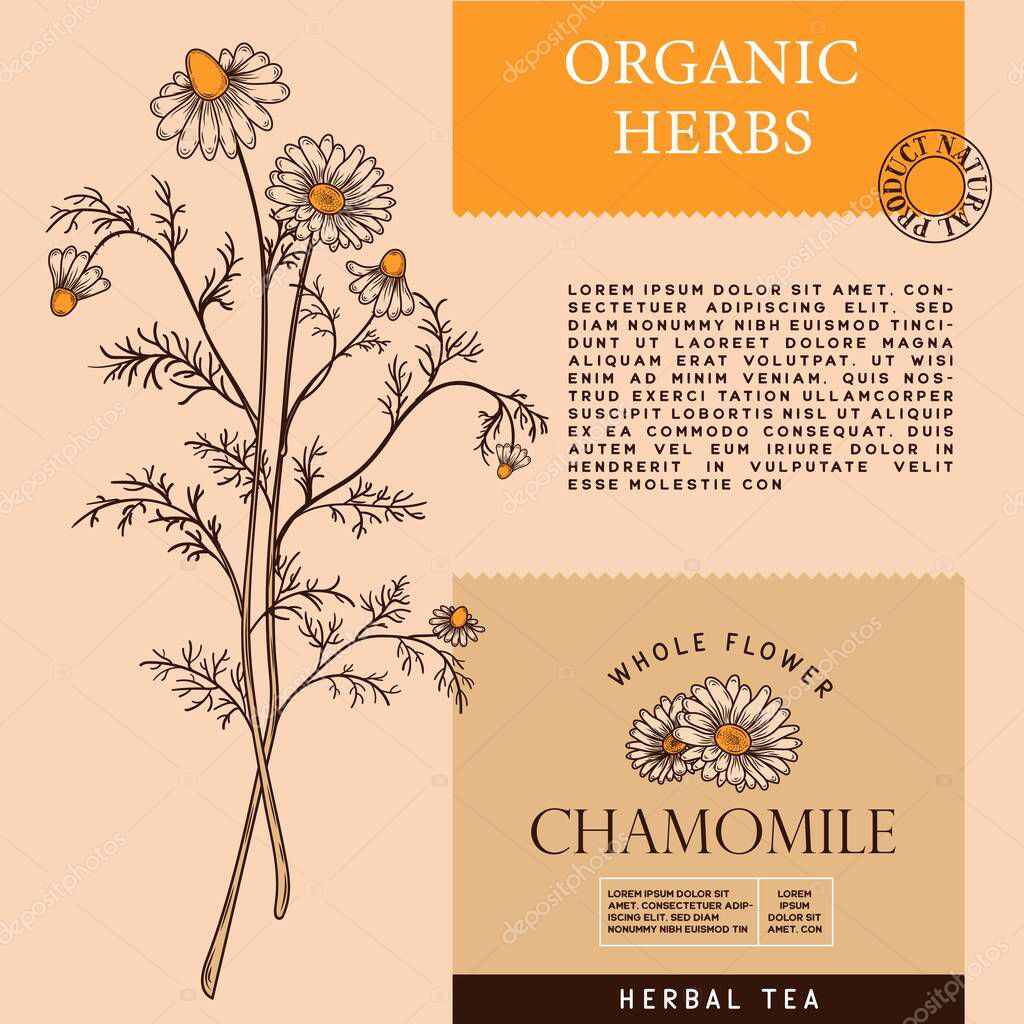 Etiquetas de t de manzanilla. Dise o abstracto de dise o de empaquetado ...