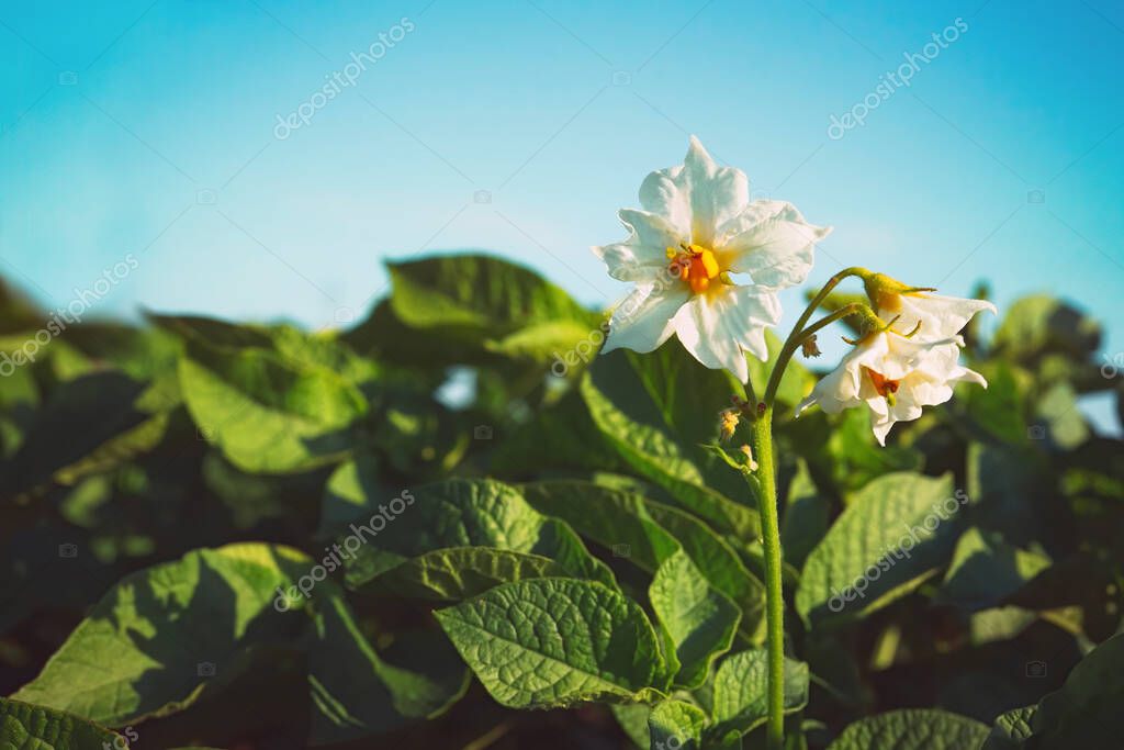 Floración de papas en crecimiento. Flor grande de papa blanca con hojas ...