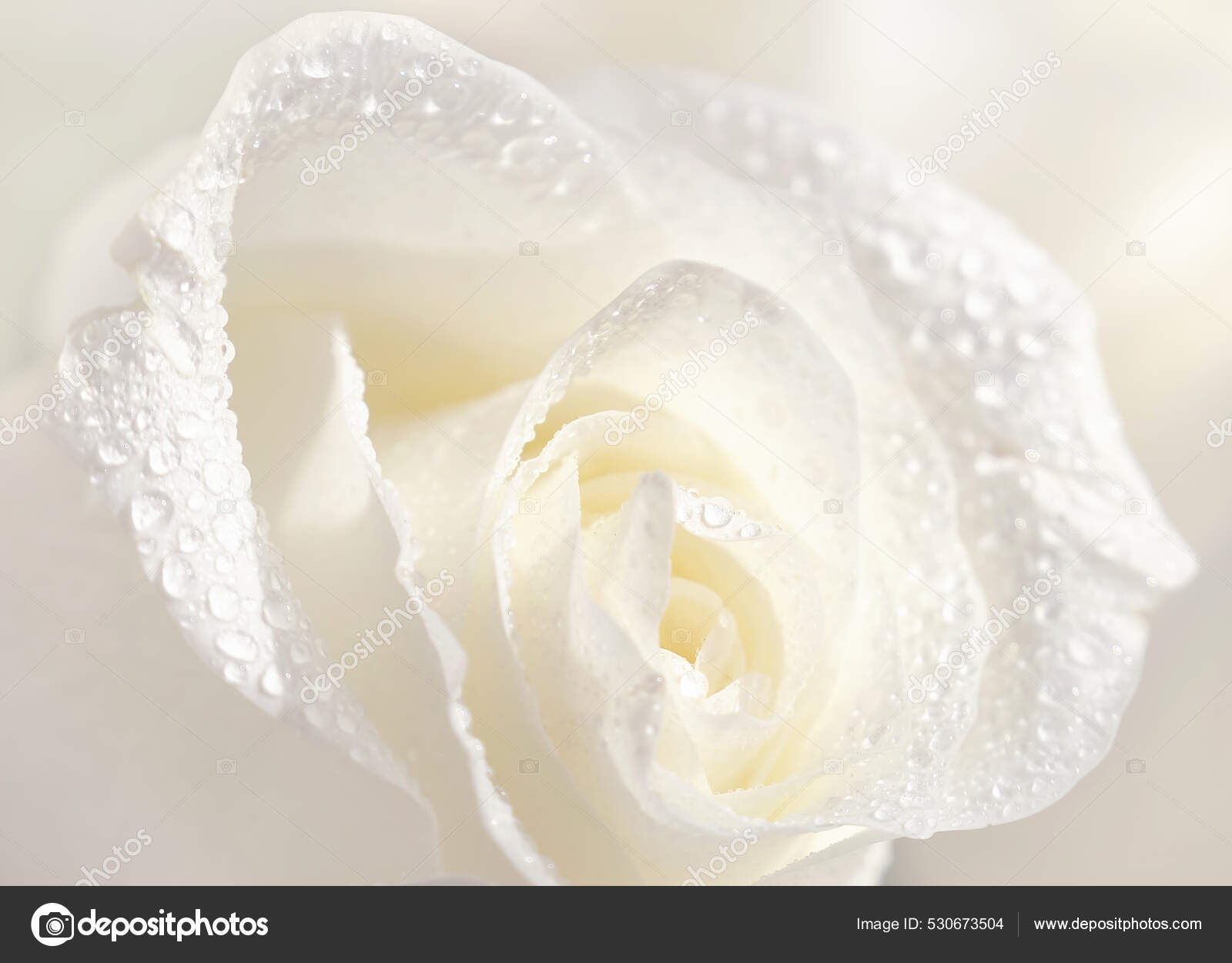 Beautiful White Rose Dew Drops Close Macro Soft Focus Spring Stock ...