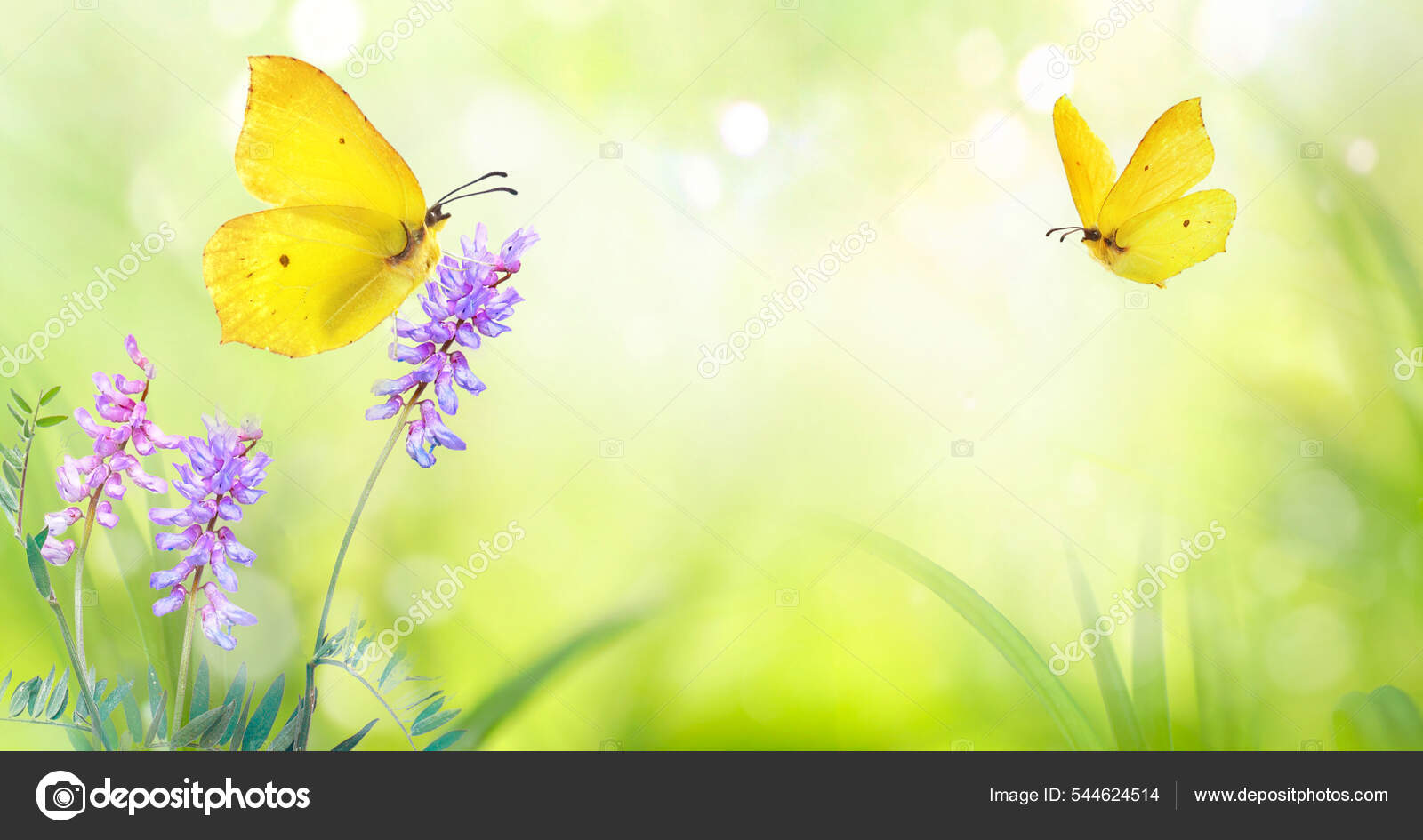 Yellow Butterfly Close Macro Wild Meadow Violet Flower Spring Summer ...