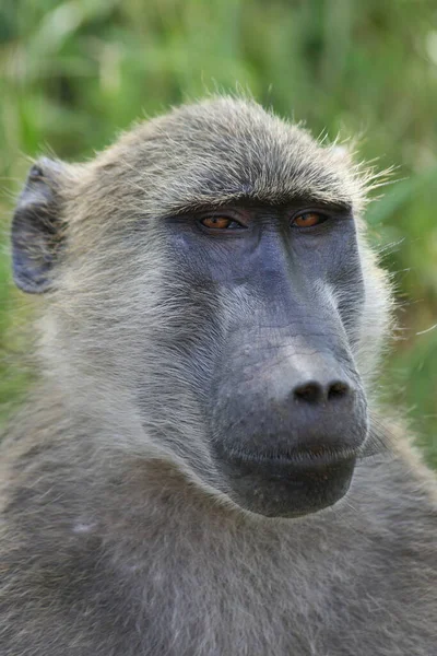 Baboon face Stock Photos, Royalty Free Baboon face Images | Depositphotos