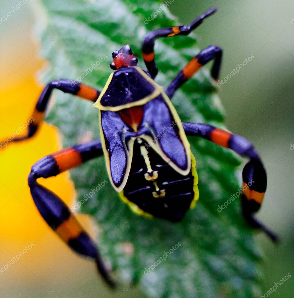Imagen macro de un pequeño insecto escondido entre una flor de colores ...