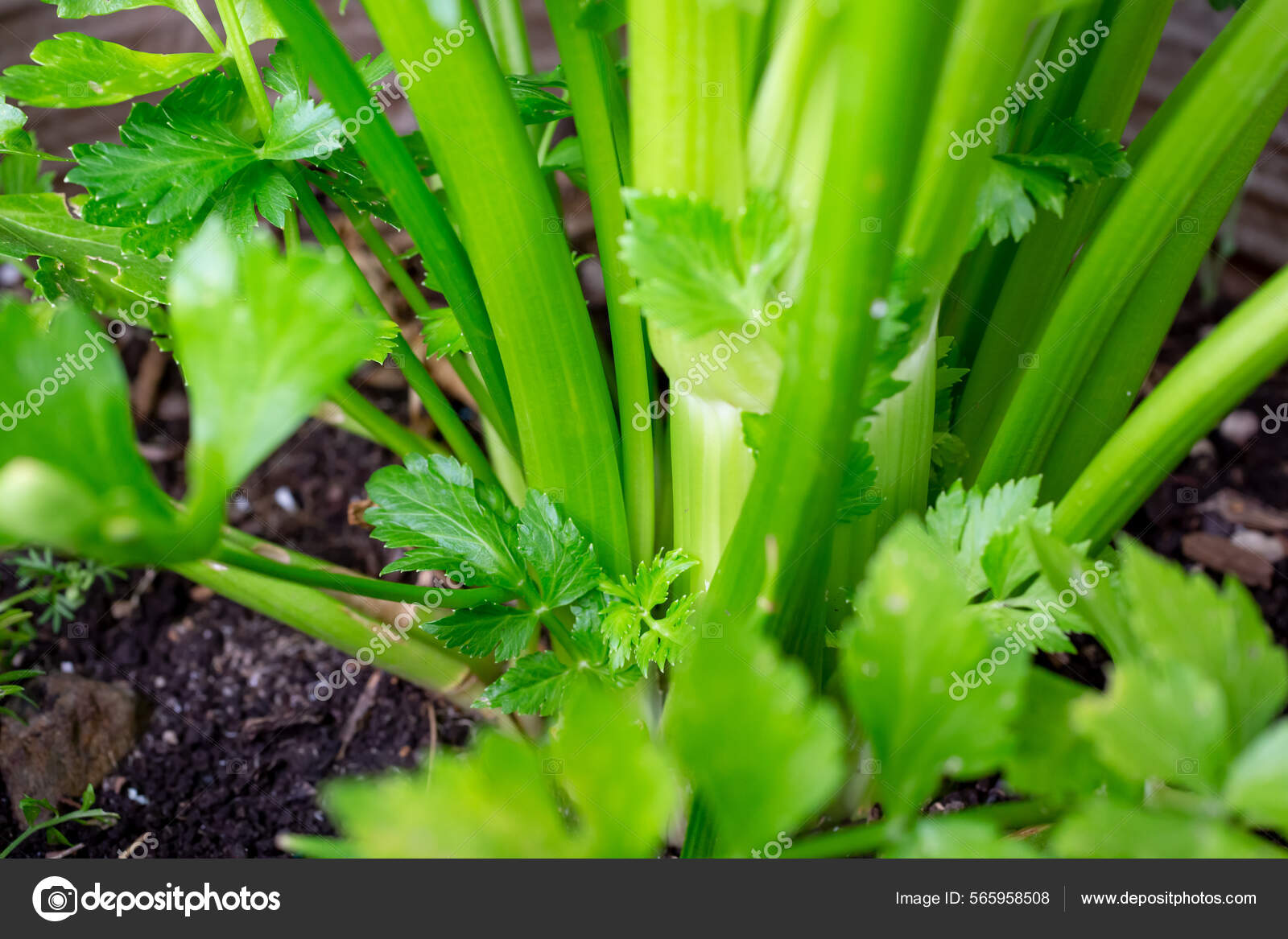 Celery Stalk In Ground