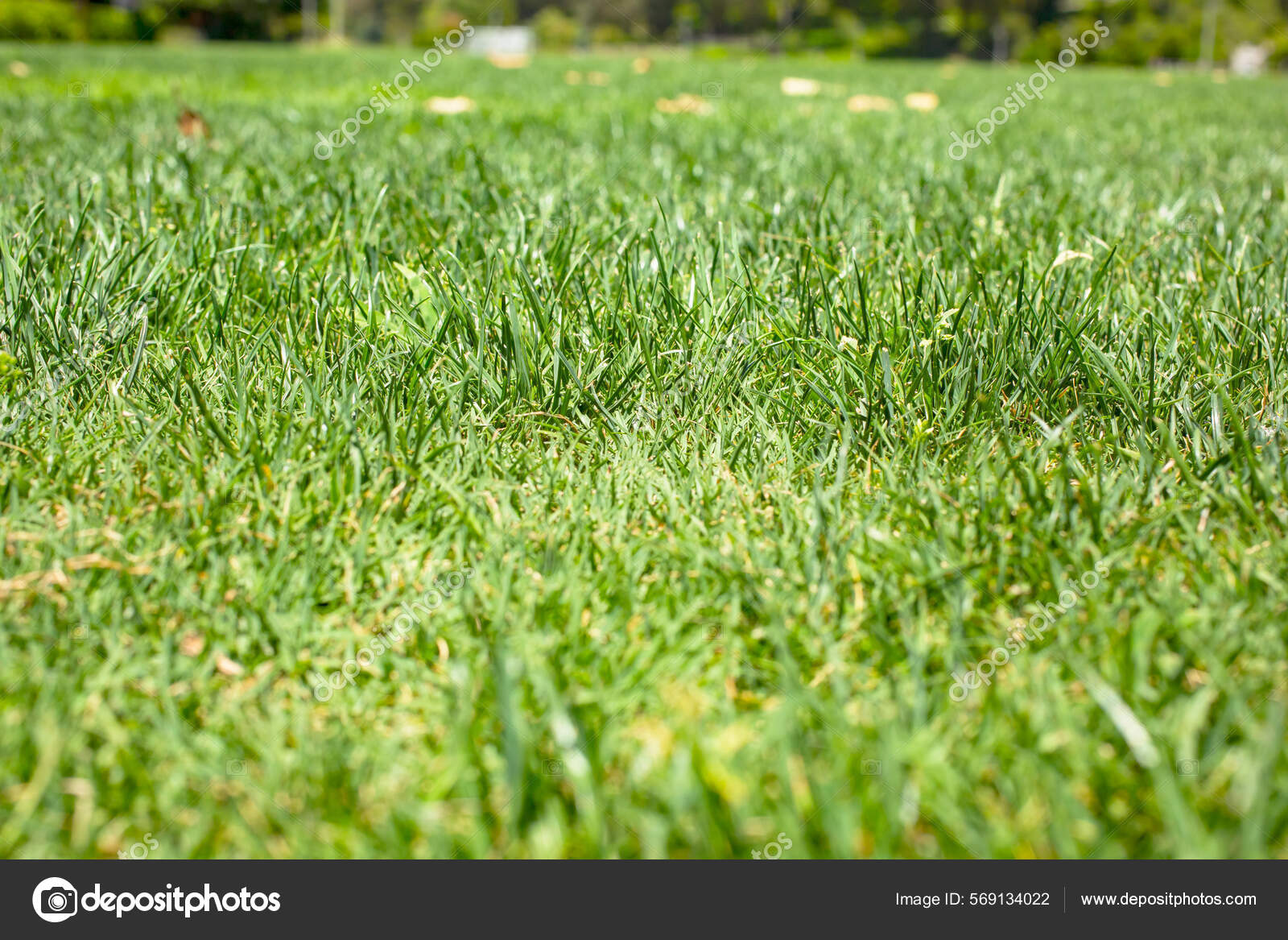 Ground Level View Large Grassy Lawn — Stock Photo © PBT #569134022