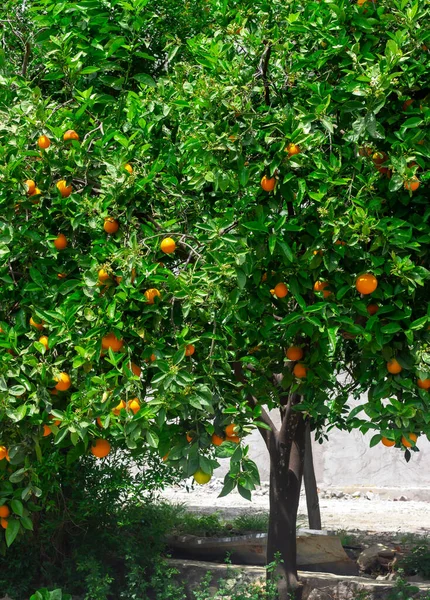 Orange Fruit Tree Wallpaper Premium Photo | Tangerines On The Tree In