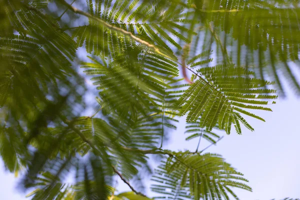 Cape leeuwin wattle Stock Photos, Royalty Free Cape leeuwin wattle ...