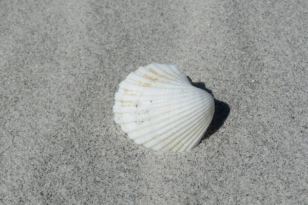 Sanibel beach Stock Photos, Royalty Free Sanibel beach Images ...