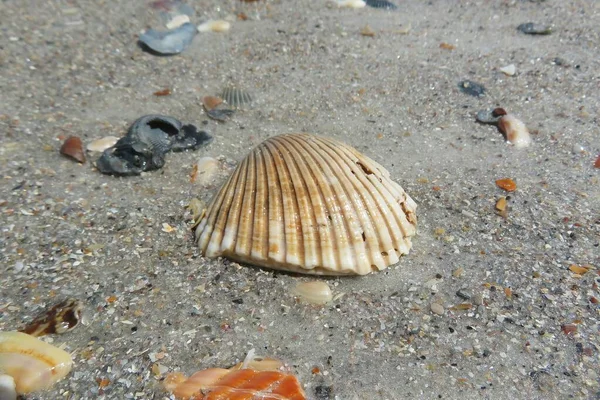 Sanibel beach Stock Photos, Royalty Free Sanibel beach Images ...