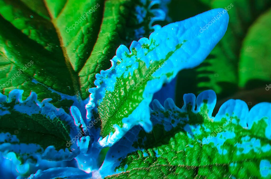 La imagen de fondo de la bandera de la planta de coleus carnaval ...