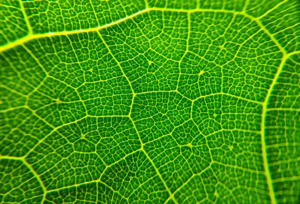 Fotosintesis bahasa indonesia Stock Photos, Royalty Free Fotosintesis ...