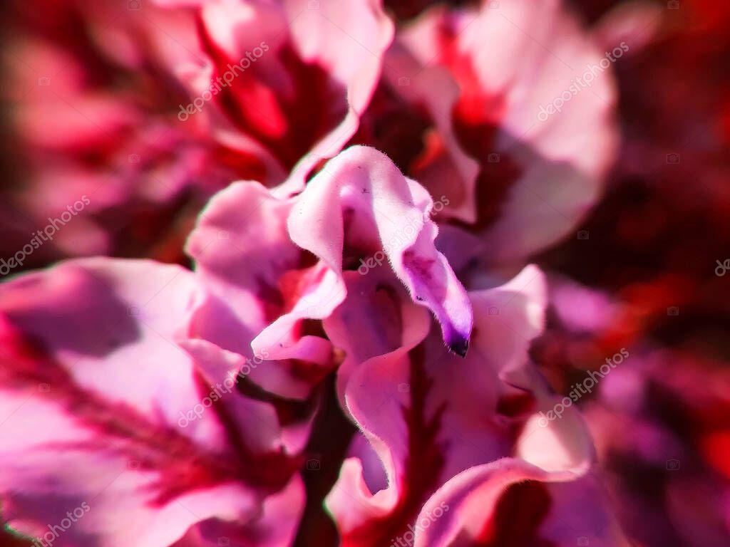 La imagen de fondo de la bandera de la planta de coleus carnaval ...