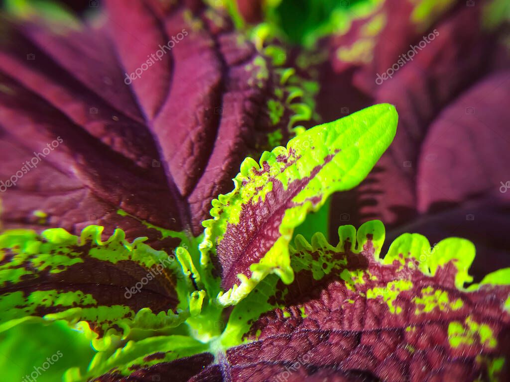 La imagen de fondo de la bandera de la planta de coleus carnaval ...
