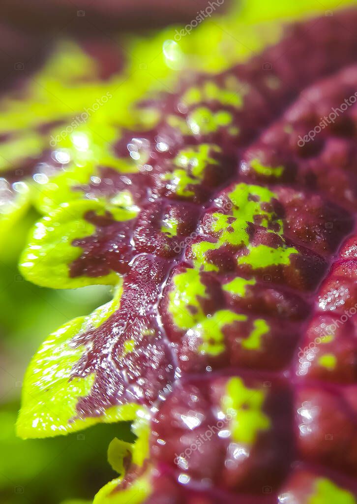 La imagen de fondo de la bandera de la planta de coleus carnaval ...