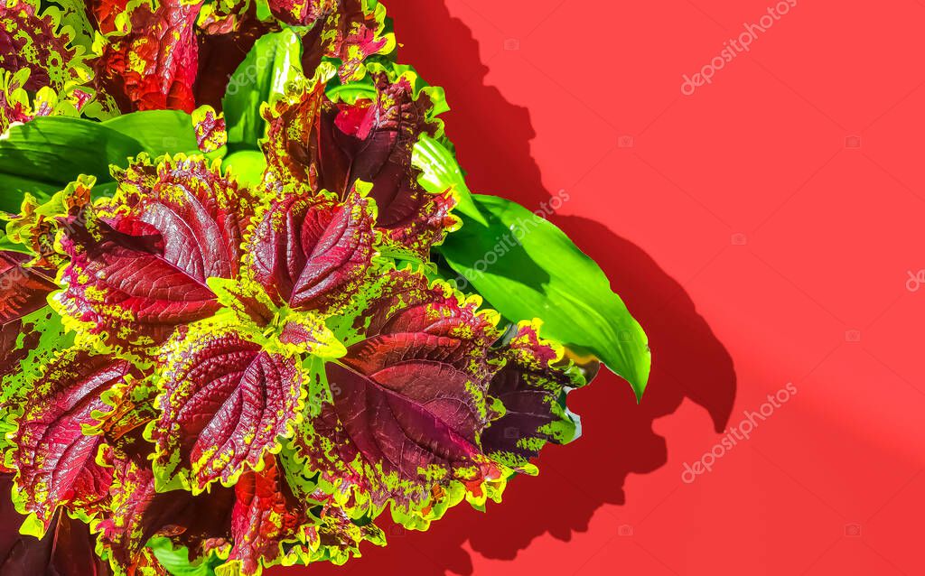 La imagen de fondo de la bandera de la planta de coleus carnaval ...