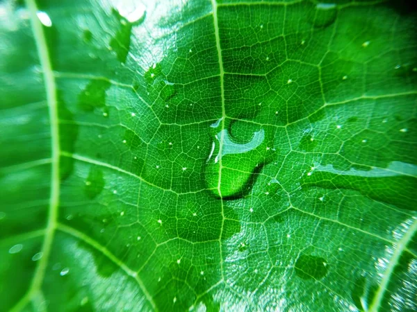 Groene blad met druppel Stock Photos, Royalty Free Groene blad met ...