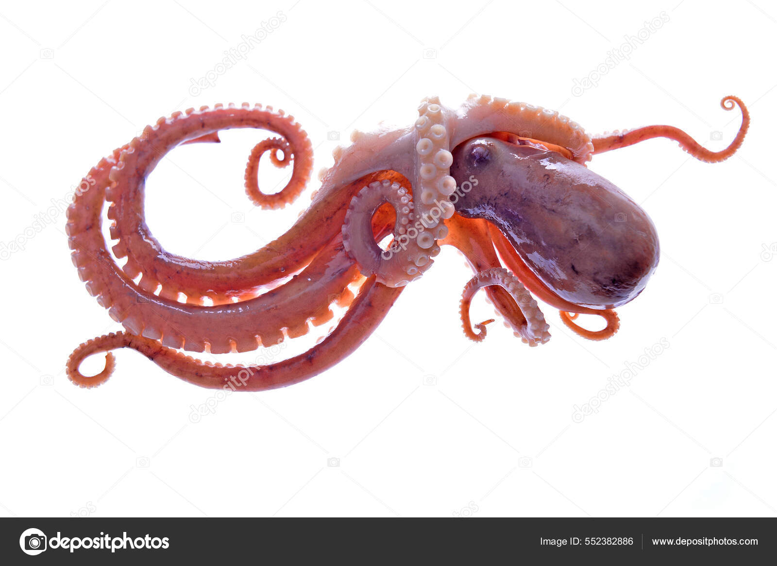 Octopus White Background — Stock Photo © DeminPan #552382886