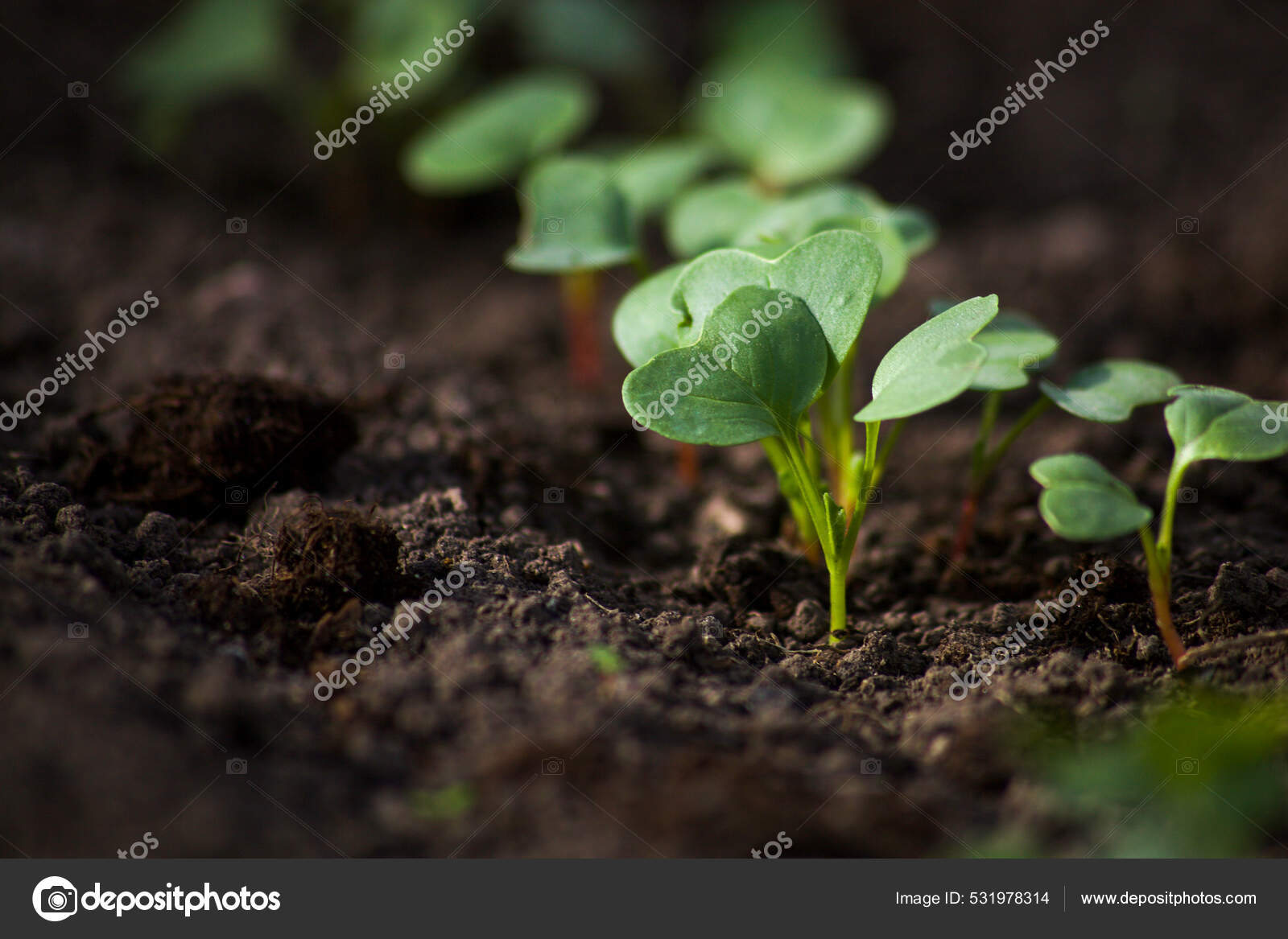 Young Radish Sprouts Growing Soil Sunlight Stock Photo by ©Natalliaskn ...