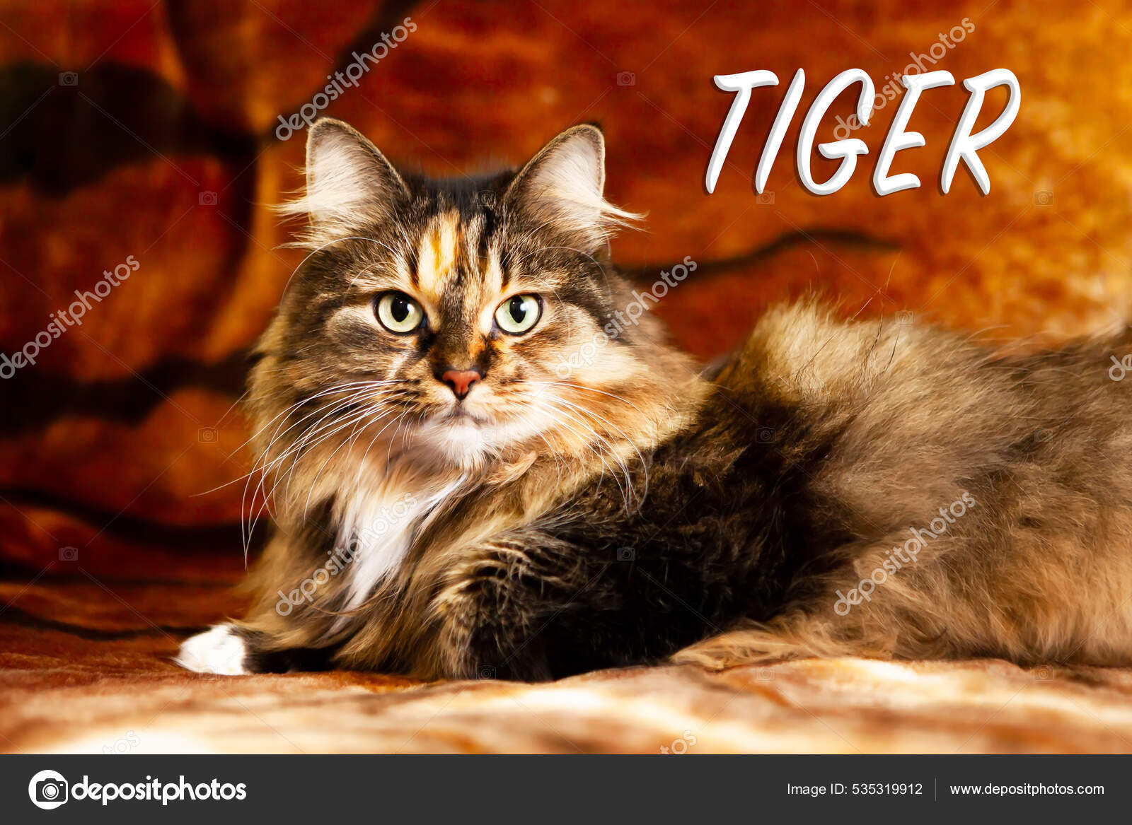 Cat That Looks Like A Tiger