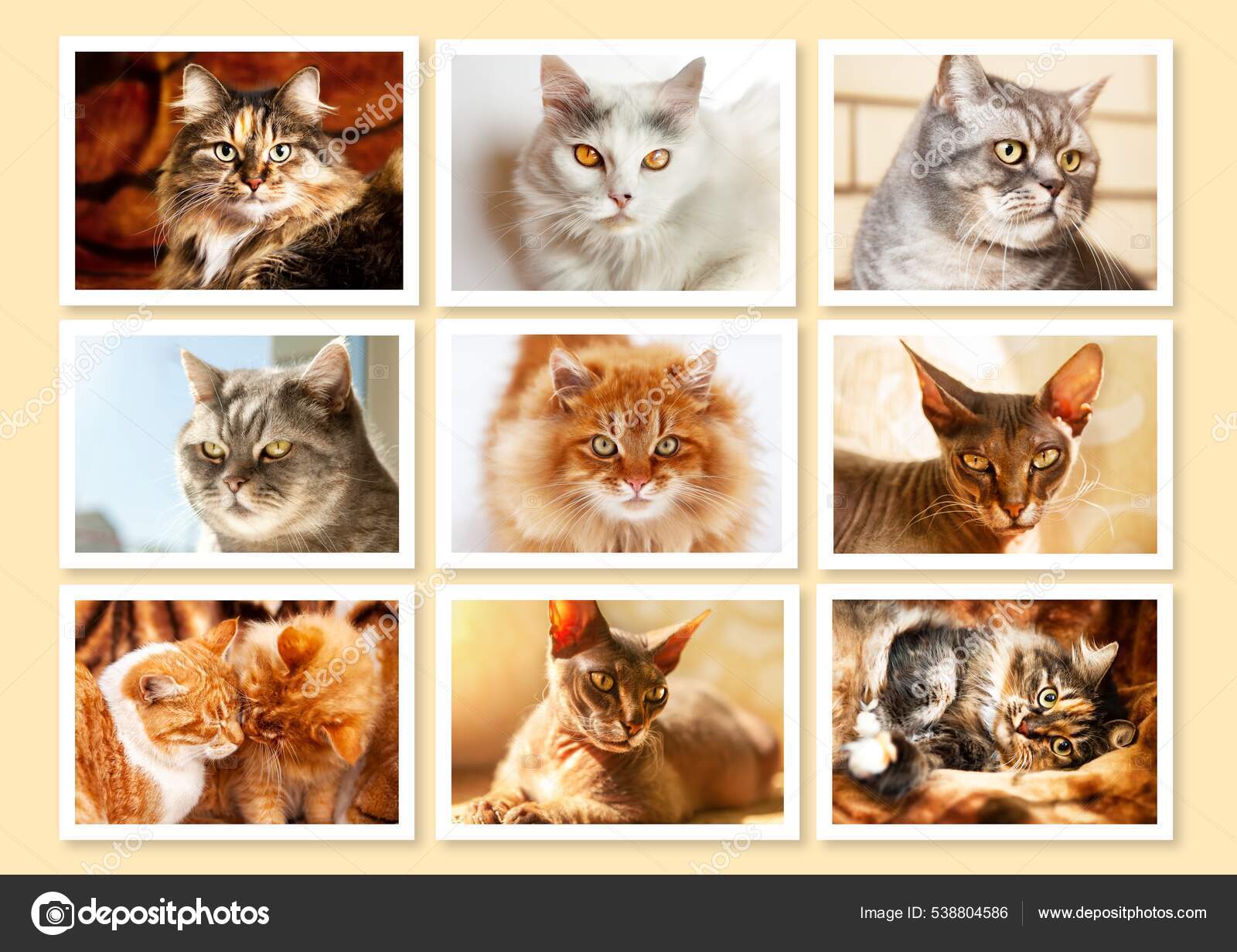 Cats Collage Background