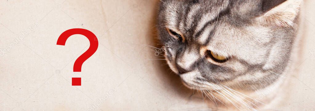 Cat question mark Stock Photos, Royalty Free Cat question mark Images ...