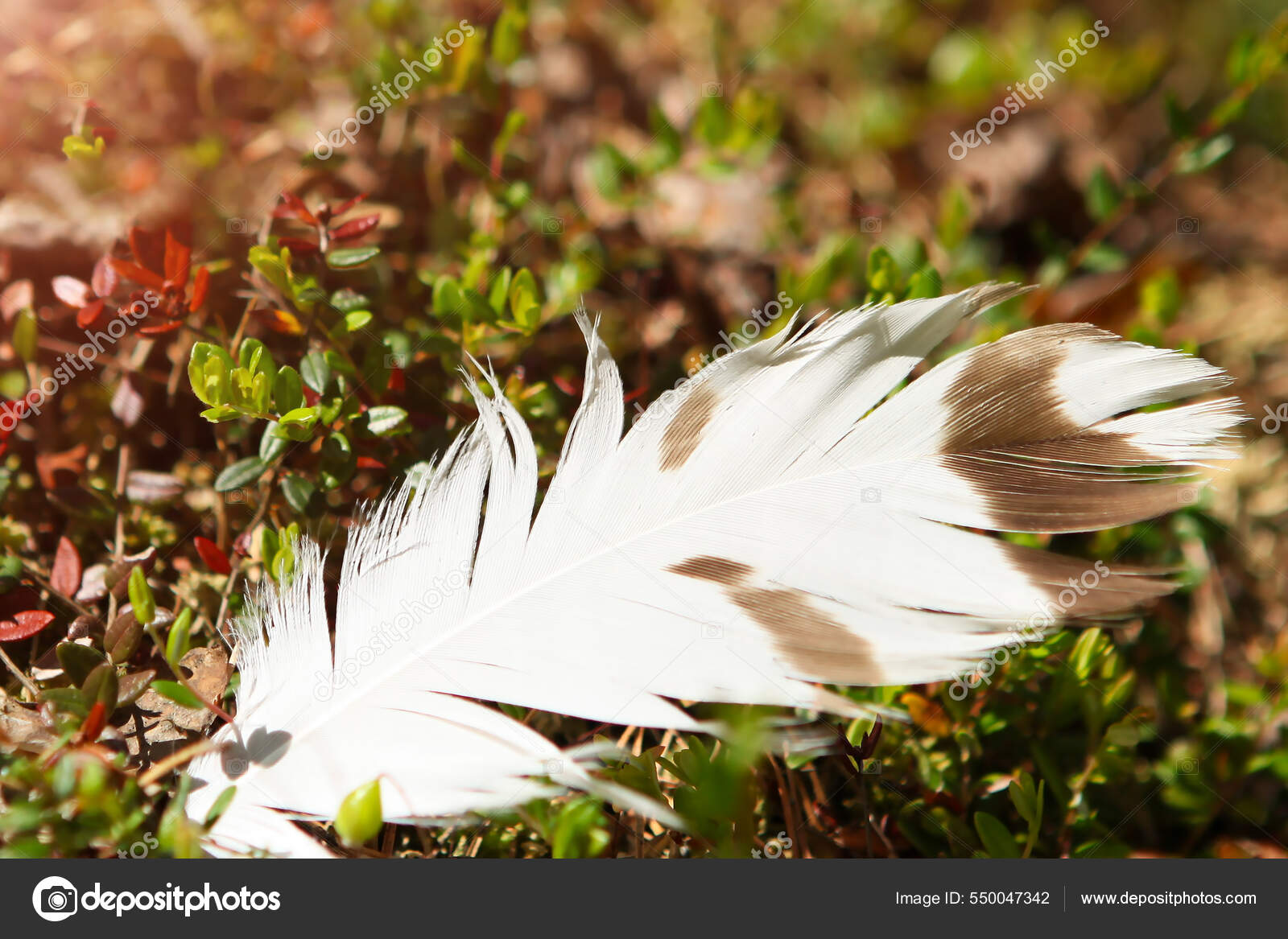 White Feather Lies Forest Ground Natural Forest Vegetation High Quality ...