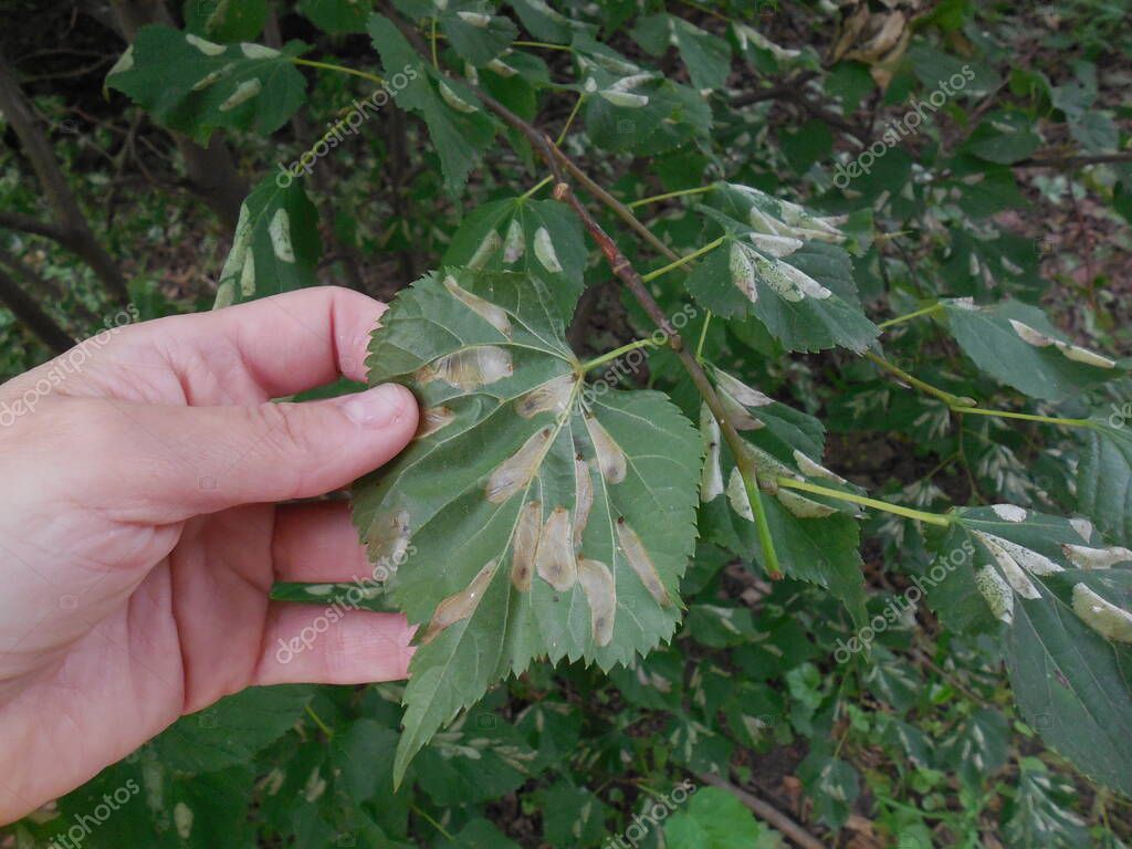 Sobre la hoja del tilo (Tilia) hay una nidada de los huevos del insecto ...