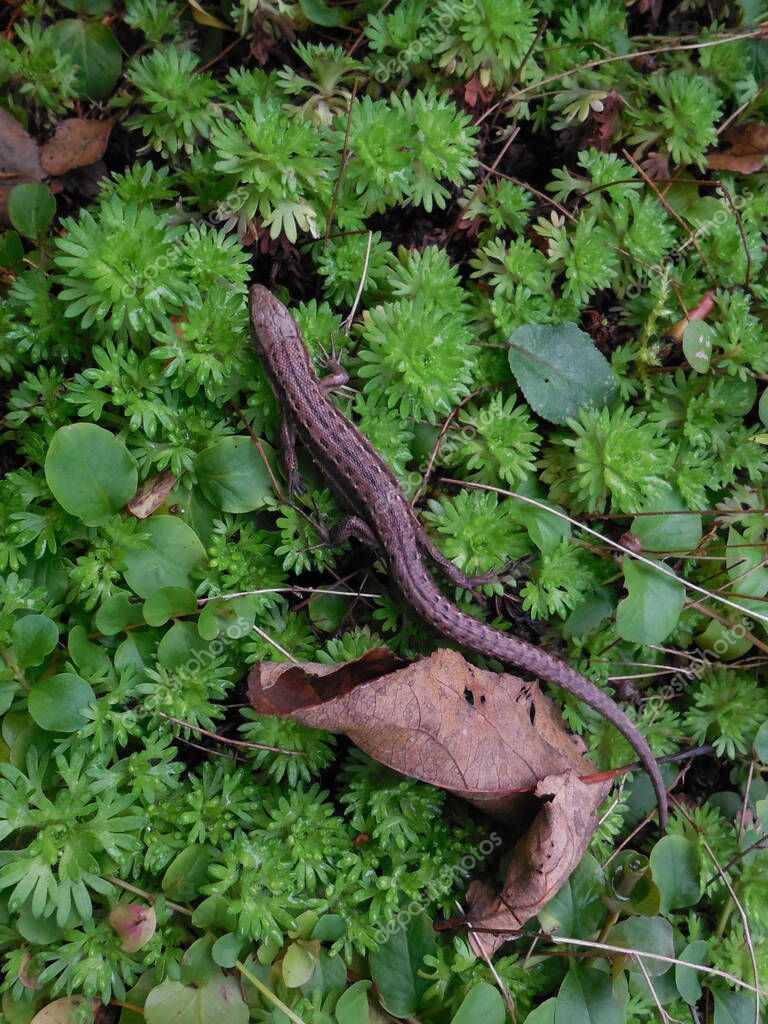 Un pequeño lagarto en las plantas verdes atrofiadas Saxifraga arendsii ...