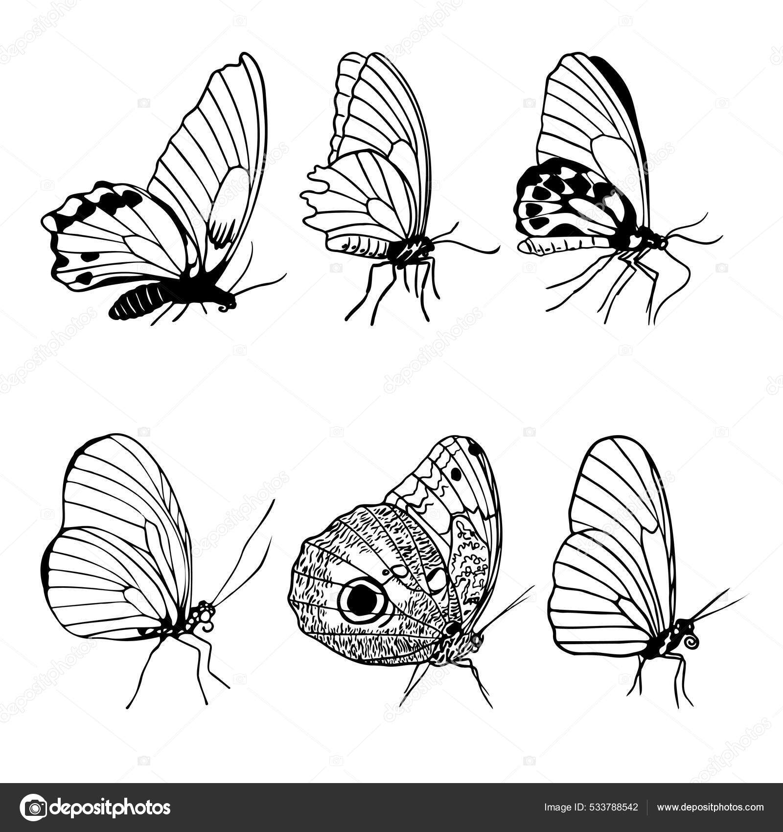 Set Side View Butterflies Silhouettes Monochrome Style Butterfly Tattoo ...