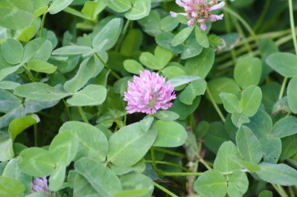 Australian clover Stock Photos, Royalty Free Australian clover Images ...